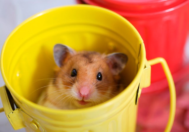 Neural Reward Circuit Determines Sexual Preference in Mice | Weizmann USA