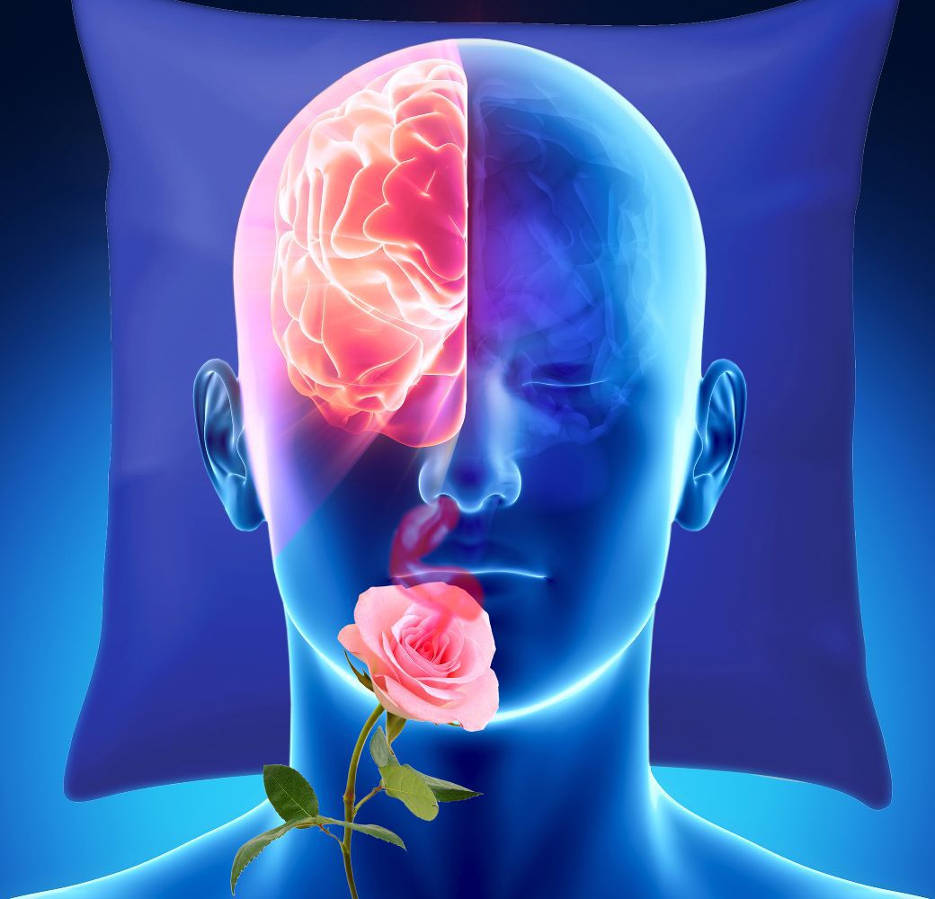 Rose Scents While You Sleep Can Boost Your Memory | Weizmann USA