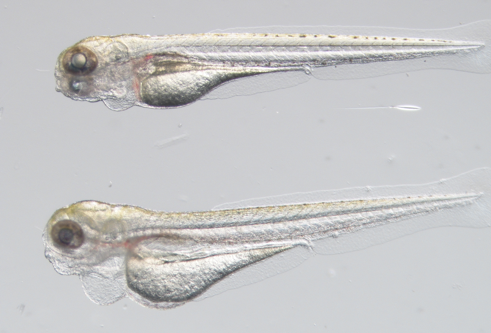 Fishing for a Drug: Study Brings Hope for Treating a Rare Disease ...